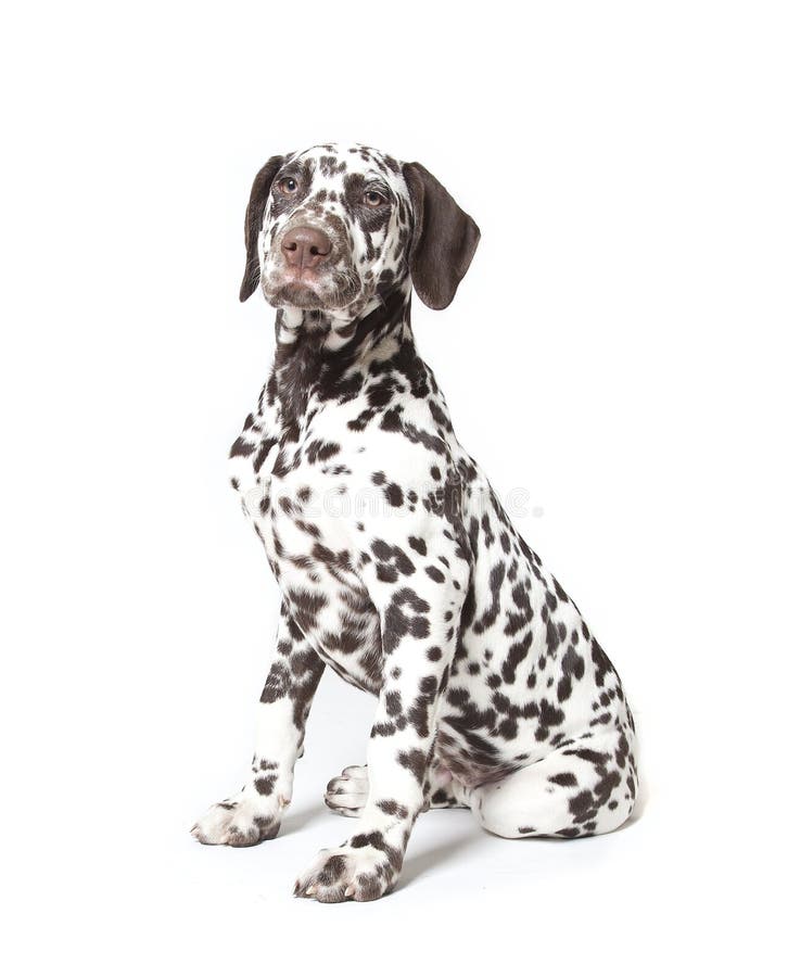 Cane dalmata immagine stock. Immagine di isolato, marrone - 29719905