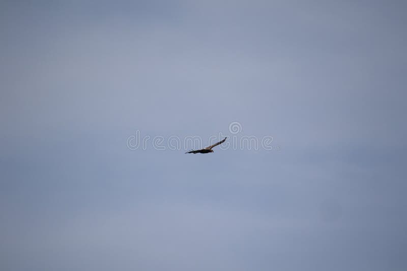 A Brown Eagle Flying from Left To Right Stock Photo - Image of flight ...