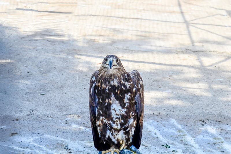 Front View of a Brown Eagle with an Open Beak Stock Photo - Image of ...