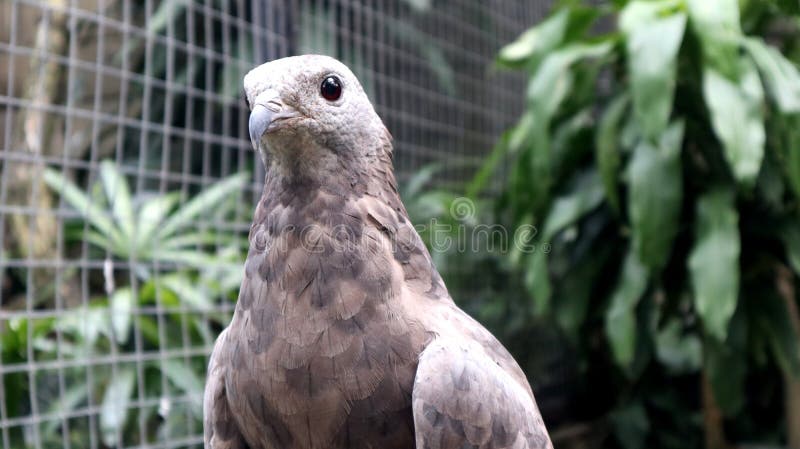The Java Eagle on the Mini Zoo Cage, Semarang Central Java Stock Photo ...