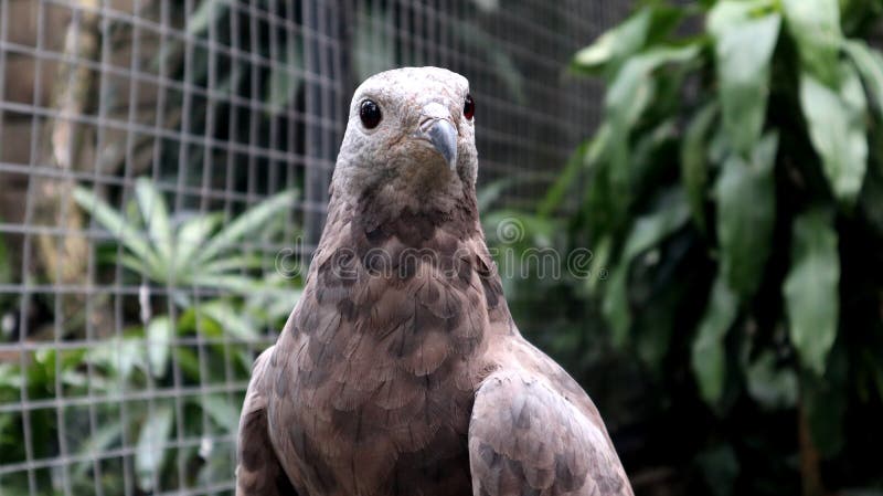 The Java Eagle on the Mini Zoo Cage, Semarang Central Java Stock Photo ...