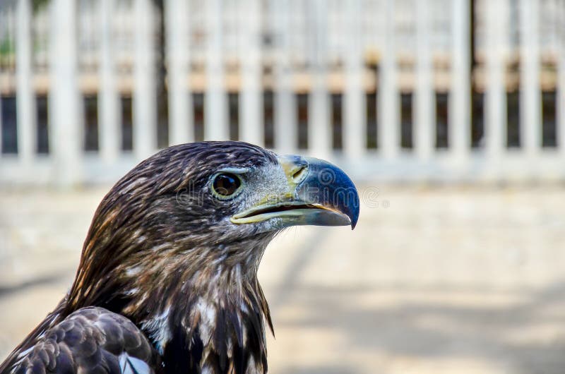 Brown Eagle, Side View, Close-up Stock Image - Image of adult ...