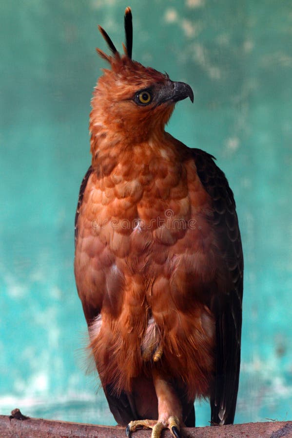 The Brown Eagle Standing with One Leg Stock Image - Image of wings ...