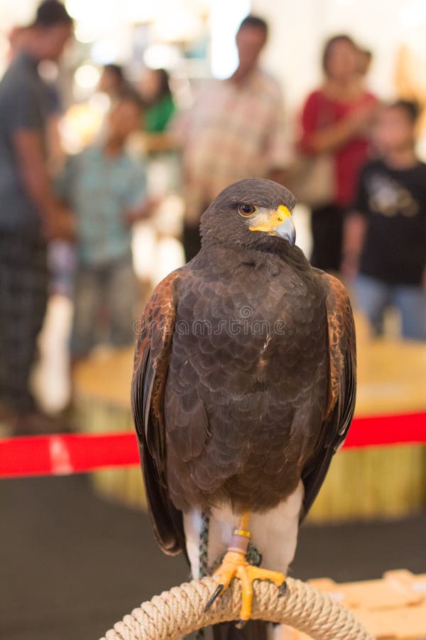 Brown Eagle Standing on a Rope Branch Stock Photo - Image of animal ...
