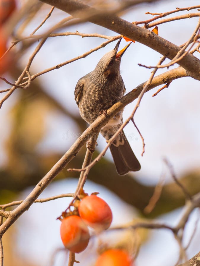 Brown-eared Bulbul (Hypsipetes Amaurotic) Stock Photo - Image of ...