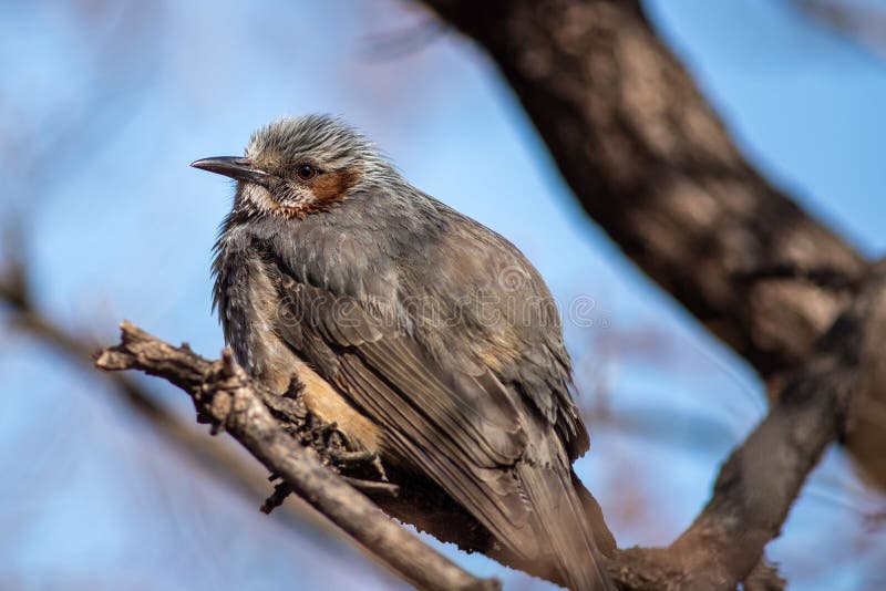 Brown-eared Bulbul Perched on a Tree Branch, Its Feathers Illuminated ...