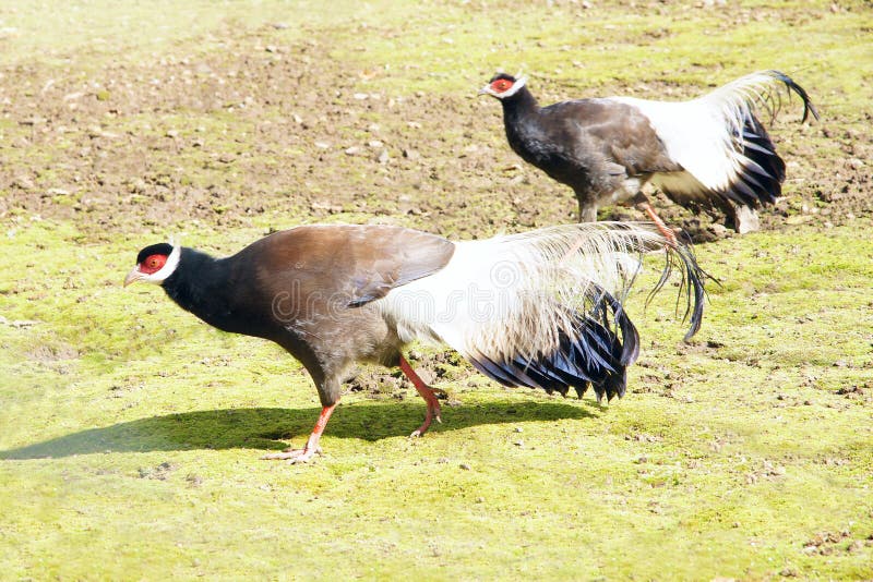 Brown Eared Pheasant stock image. Image of wildlife, life - 45483347