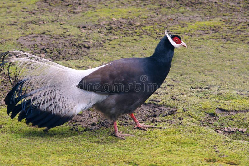 Brown Eared-pheasant stock photo. Image of birds, closeup - 45482844