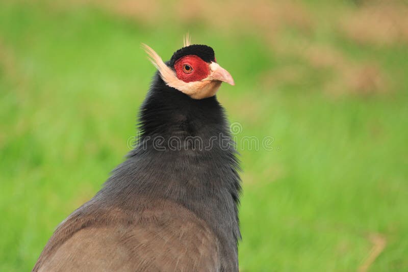Brown eared pheasant stock image. Image of grass, brown - 30948565