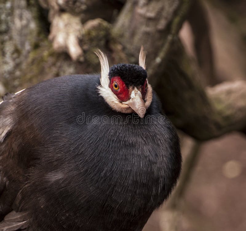 Brown-eared Pheasant stock photo. Image of rock, wild - 19111248
