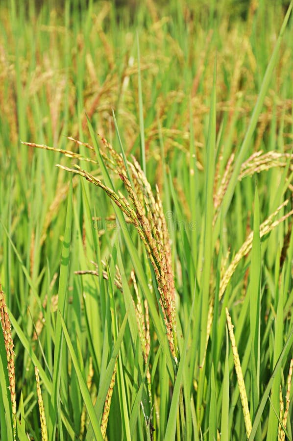 Autumn rice field stock photo. Image of flora, agriculture - 11177000