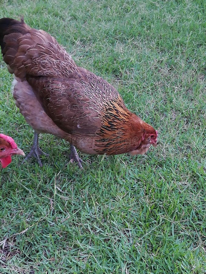 Brown Easter egger hen stock image. Image of wildlife - 170872271