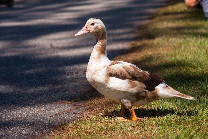 Brown ed anatra bianca fotografia stock. Immagine di piume - 33665432