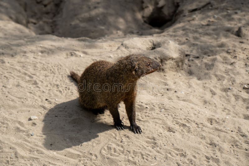 Brown Egyptian Mongoose Sitting on the Ground Stock Photo - Image of ...