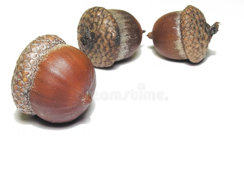 Eicheln stockbild. Bild von hart, frucht, gruppe, makro - 1306527