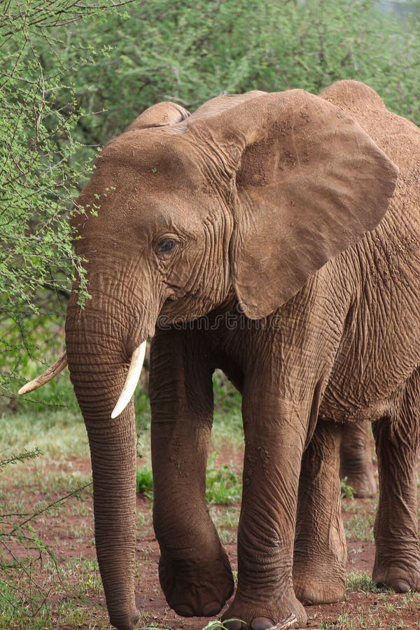 Brown elephant stock photo. Image of national, reserve - 43543506