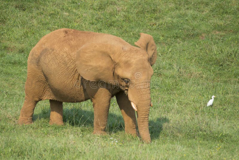 Brown Elephant Walking on a Green Field Stock Photo - Image of grass ...