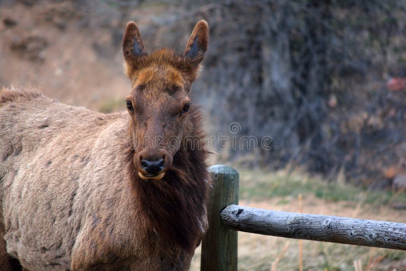 Brown Elk Chewing by a Wooden Fence Stock Photo - Image of life, fence ...