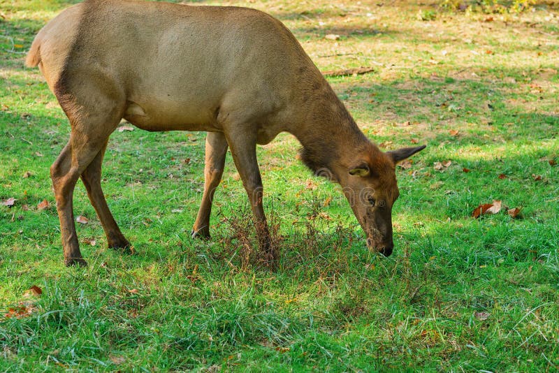 Brown Elk is Feeding on Grass in the Field Stock Photo - Image of ...