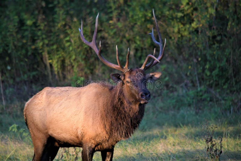Brown Elk Walking in the Wilde Stock Photo - Image of nature ...