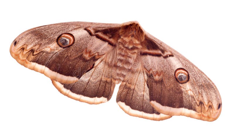 420 Emperor Moth Isolated Stock Photos - Free & Royalty-Free Stock ...