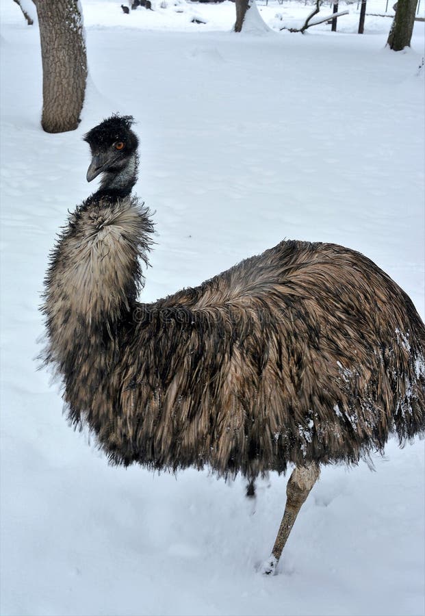 915 Emu White Background Photos - Free & Royalty-Free Stock Photos from ...