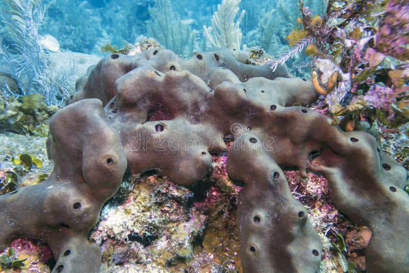 Brown Encrusting Octopus Sponge Stock Image - Image of caribbean ...