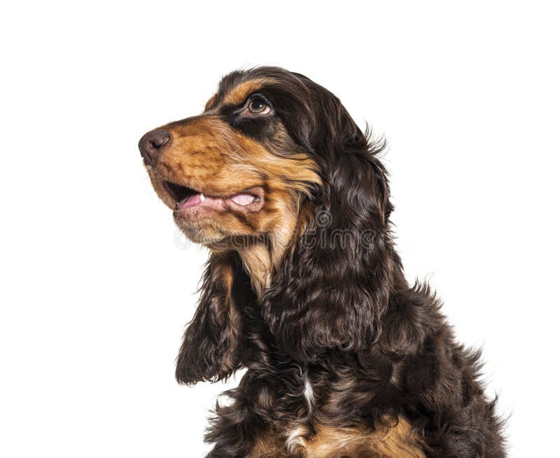 Brown English Cocker Spaniel Dog Stock Image - Image of front, lupus ...