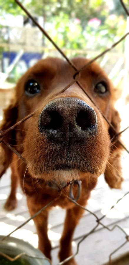 Brown Irish Setter Dog stock photo. Image of pointer - 115991152