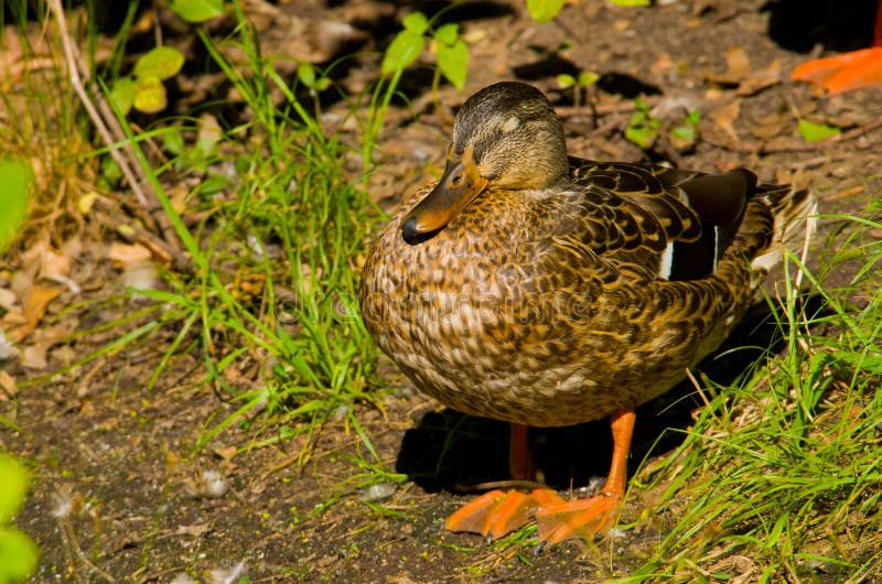 Schöne Enten stockbild. Bild von schön, bunt, knickente - 37688929