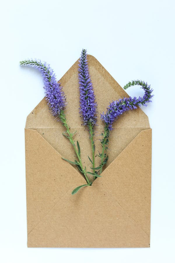 Brown Envelope with Veronica Spicata Flowers Stock Photo - Image of ...