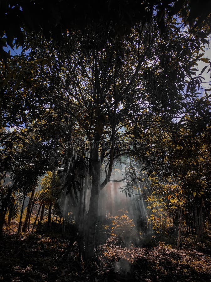 Brown Environment at the Forest in the Morning Stock Image - Image of ...