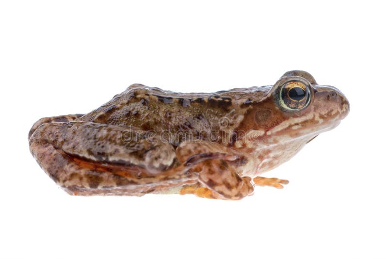 Brown European Frog on a White Background Stock Photo - Image of green ...