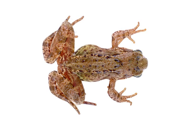 Brown European Frog on a White Background Stock Image - Image of ...