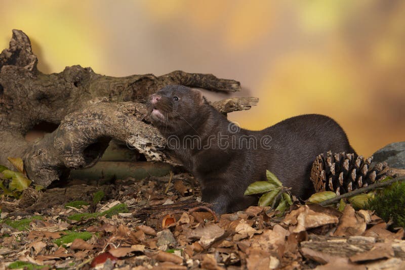 Brown European Mink in a Autumn Forest Setting Seen from the Side Stock ...