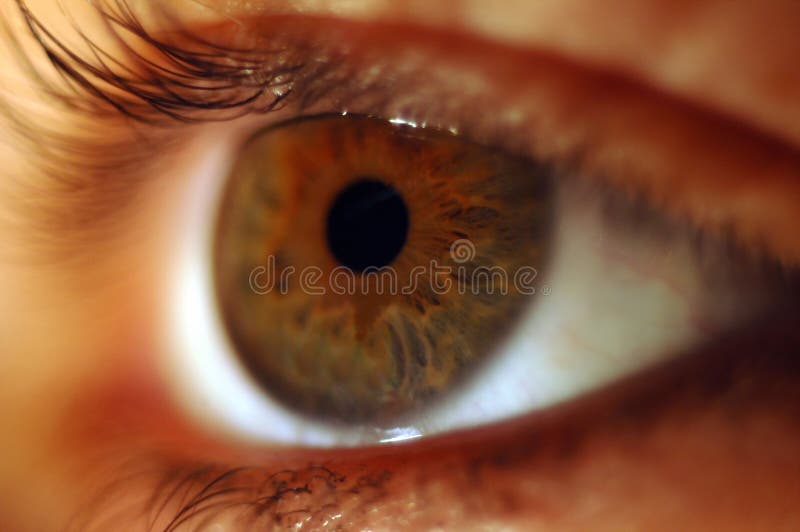 Brown eye stock image. Image of distance, pupil, cornea - 128537