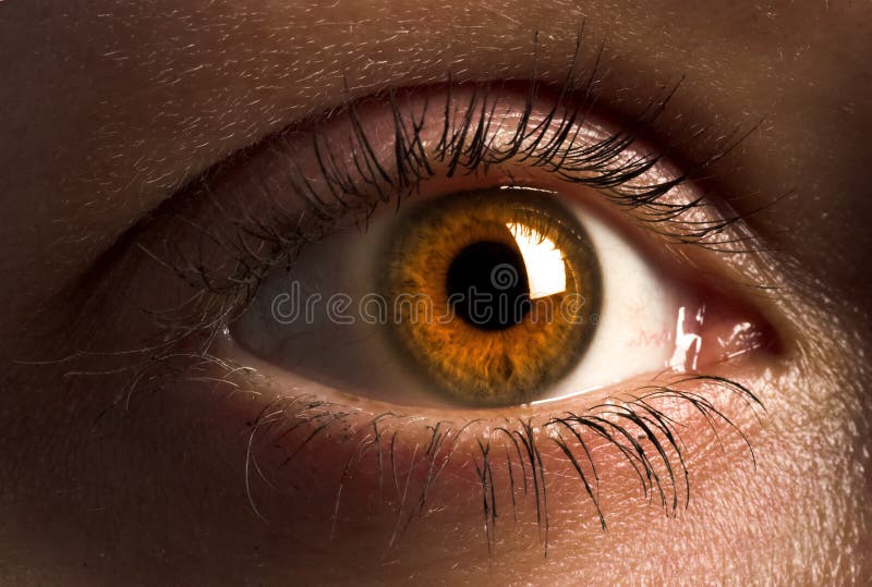 Brown Eye stock image. Image of eyebrow, people, digital - 2562493