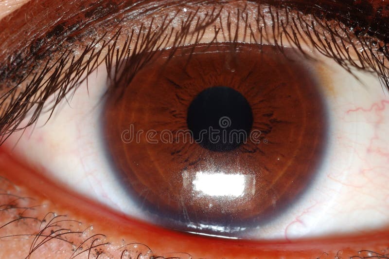 Brown Eye stock image. Image of eyebrow, people, digital - 2562493