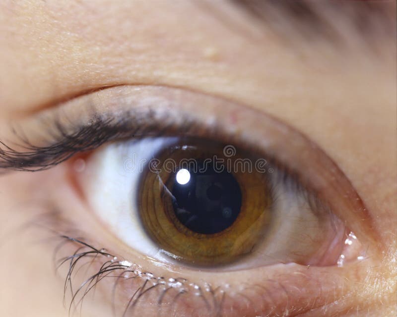 Brown eye stock image. Image of approximation, eyelashes - 27757749