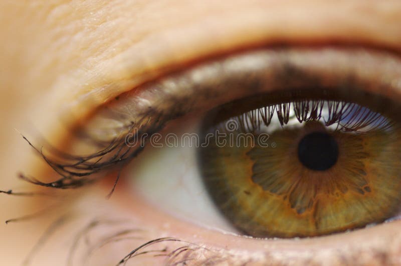 Brown eye close up stock image. Image of colors, black - 7489749