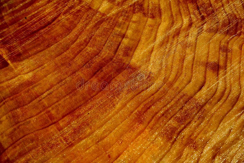 Brown face of the wood stock photo. Image of buck, patchy - 3073100