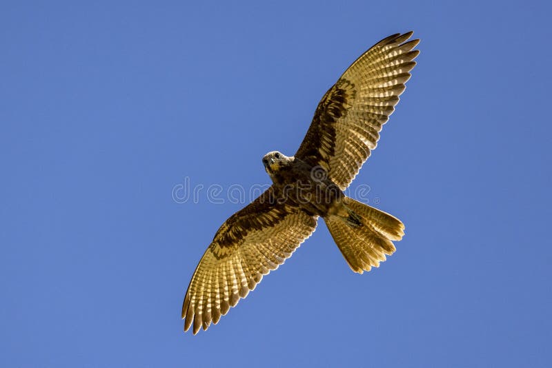 Brown Falcon stock image. Image of falcon, predator - 241822761