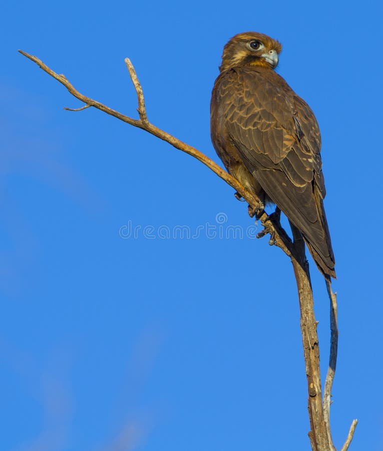 Brown falcon stock image. Image of speed, falcon, birds - 50181247