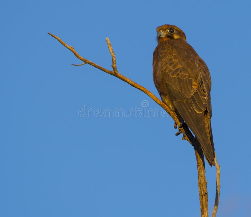 Brown falcon stock photo. Image of speed, australia, birds - 50181276
