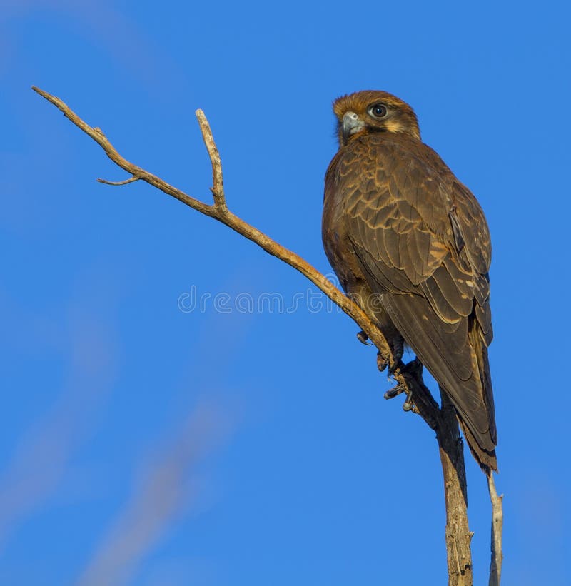 Brown falcon stock photo. Image of predator, australia - 50181414