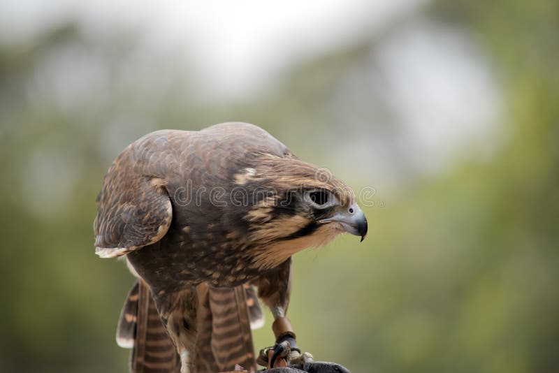 The Brown Falcon Catches Its Prey in Flight Stock Image - Image of ...
