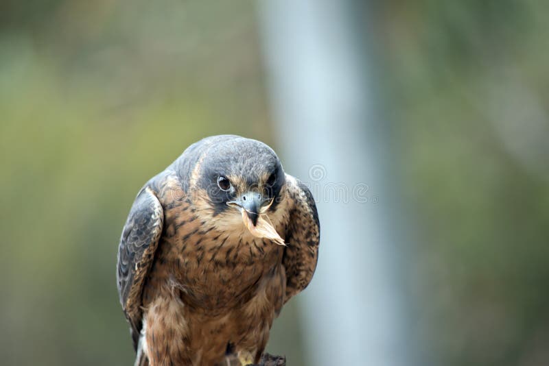 The Brown Falcon is Eating a Chick Stock Photo - Image of bird, claws ...