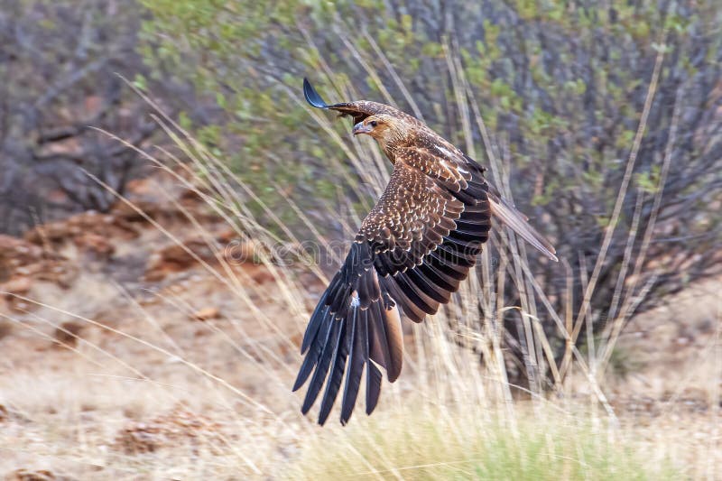Colorful Brown Falcon in Flight Stock Photo - Image of wings, prey ...
