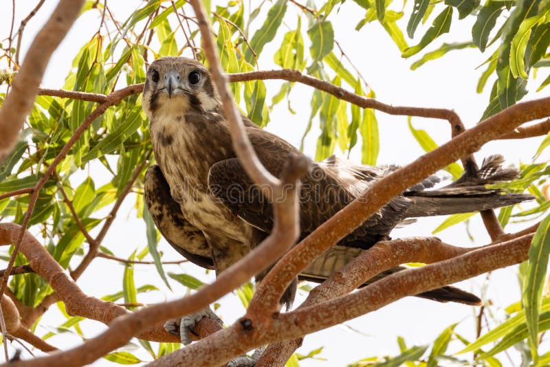 Brown Falcon in Queensland Australia Stock Image - Image of brown ...