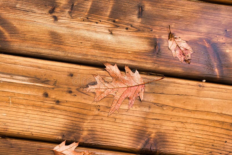 Brown fall leaf on wood stock photo. Image of forest - 274058254
